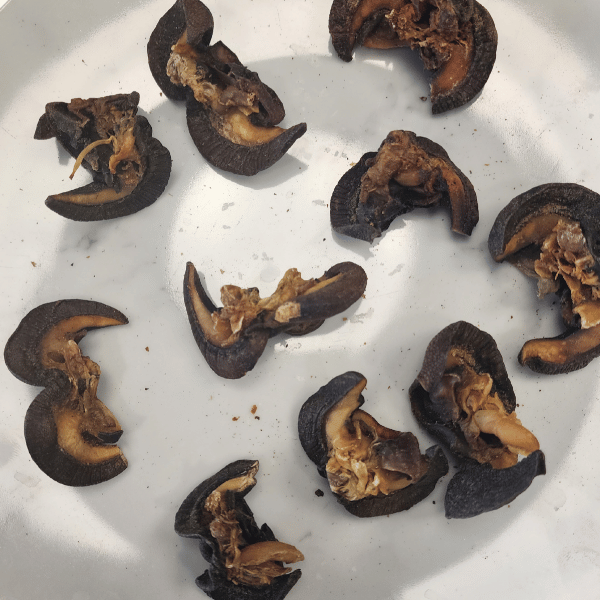 Dried Snails (Large) - 10 pieces – ChowHQ